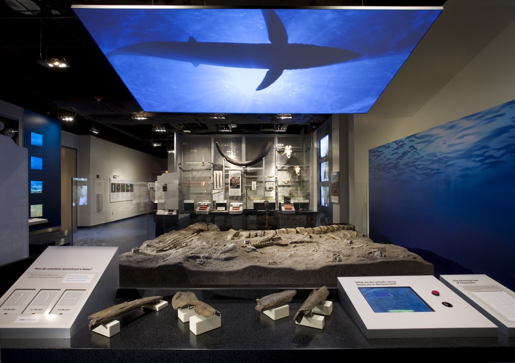 Virginia Museum of Natural History – Cortina Productions