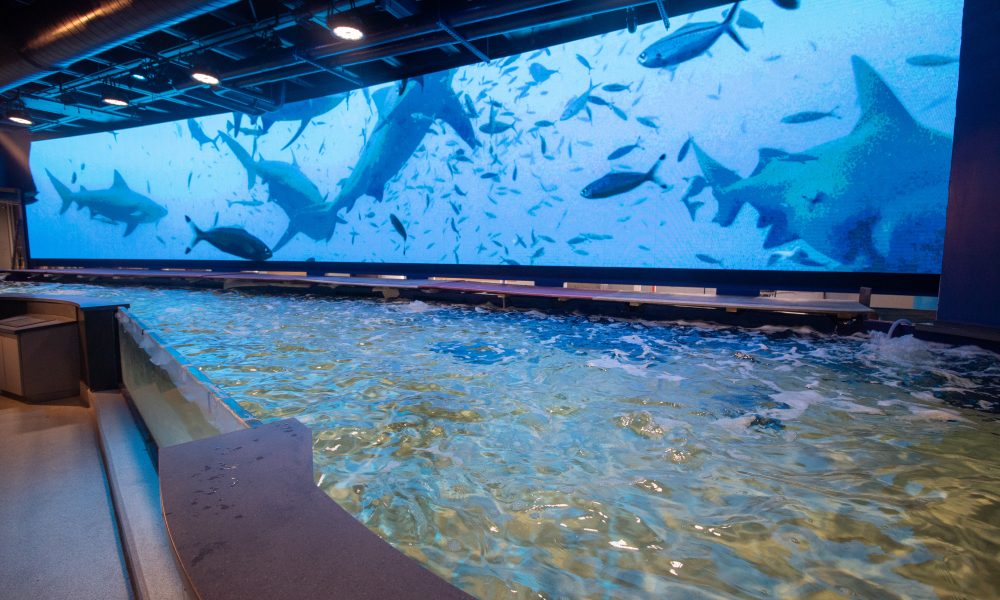 Shark Discovery Exhibit Opens – Cortina Productions
