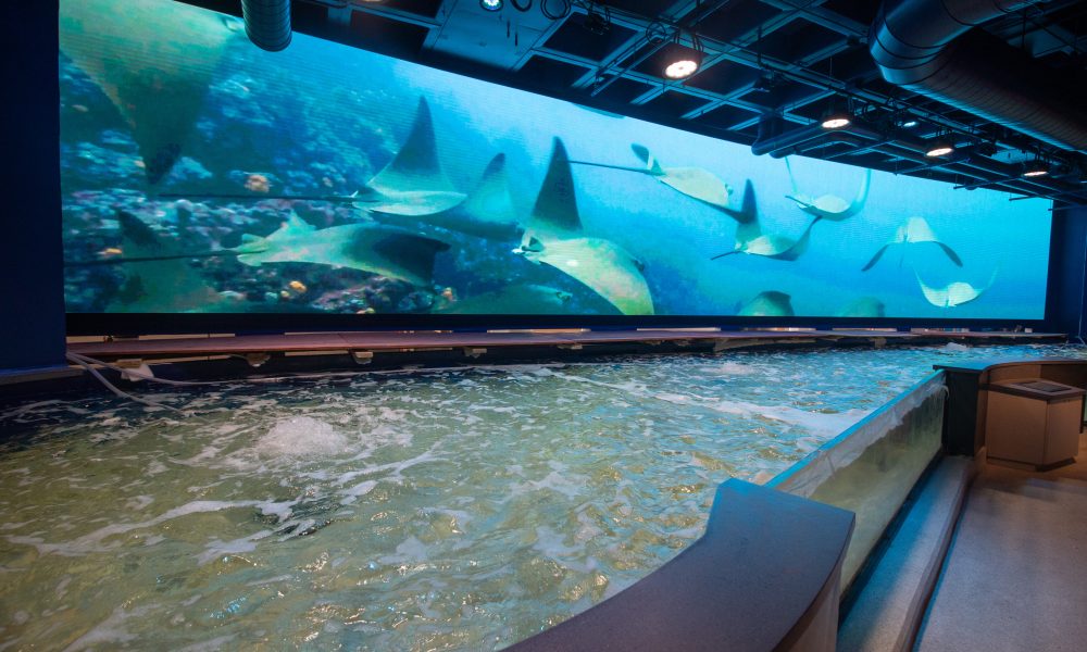 Shark Discovery Exhibit Opens – Cortina Productions