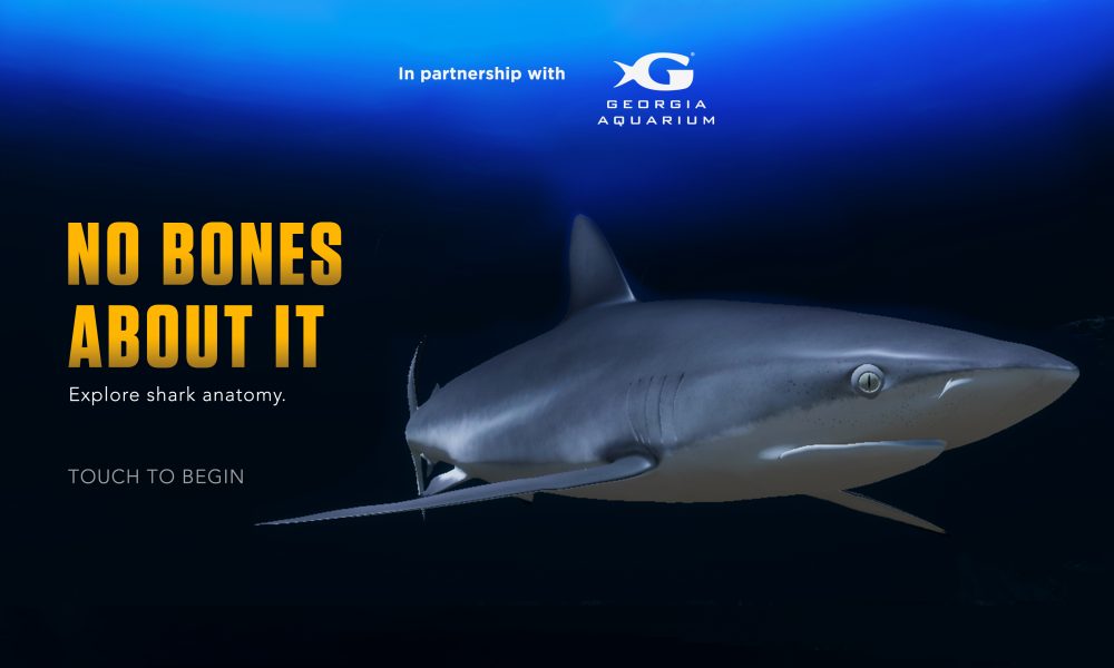 New Interactive at Shark Conservancy – Cortina Productions